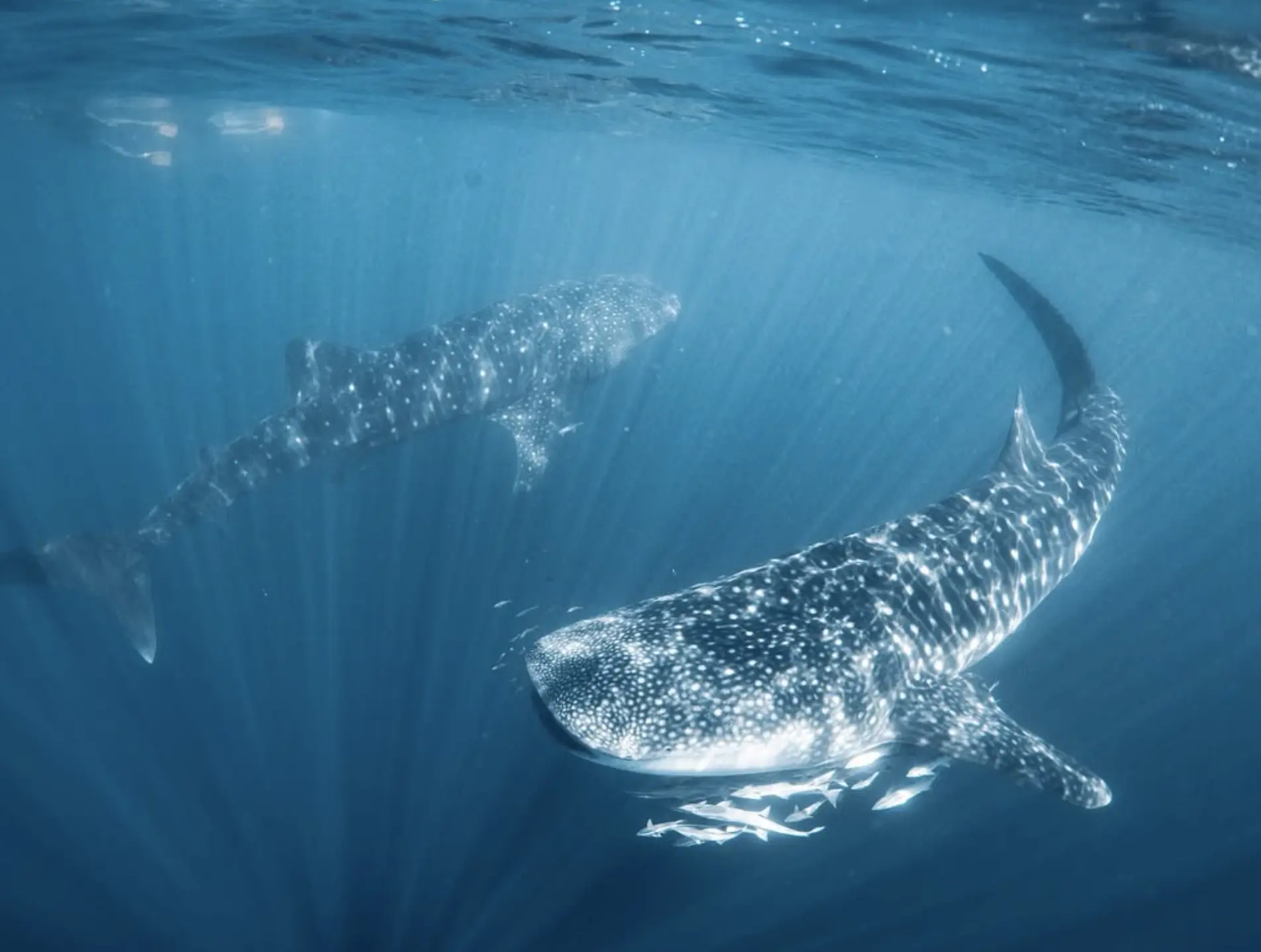 Can Children Swim with Whale Sharks at Ningaloo Reef?